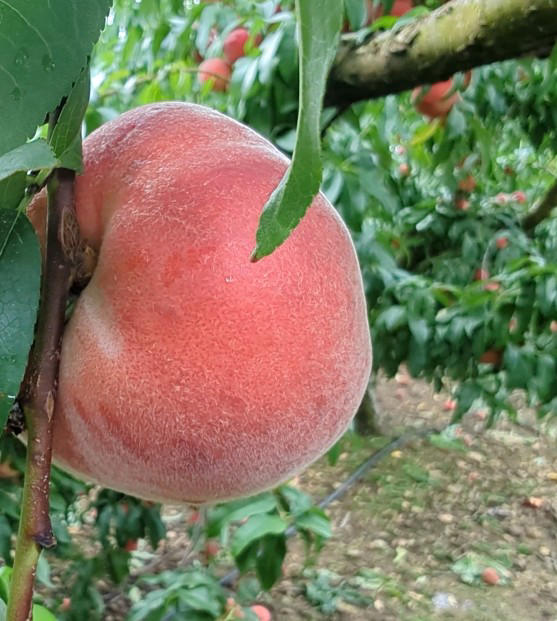 Just Peachy! Why Virginia peaches taste so good!
