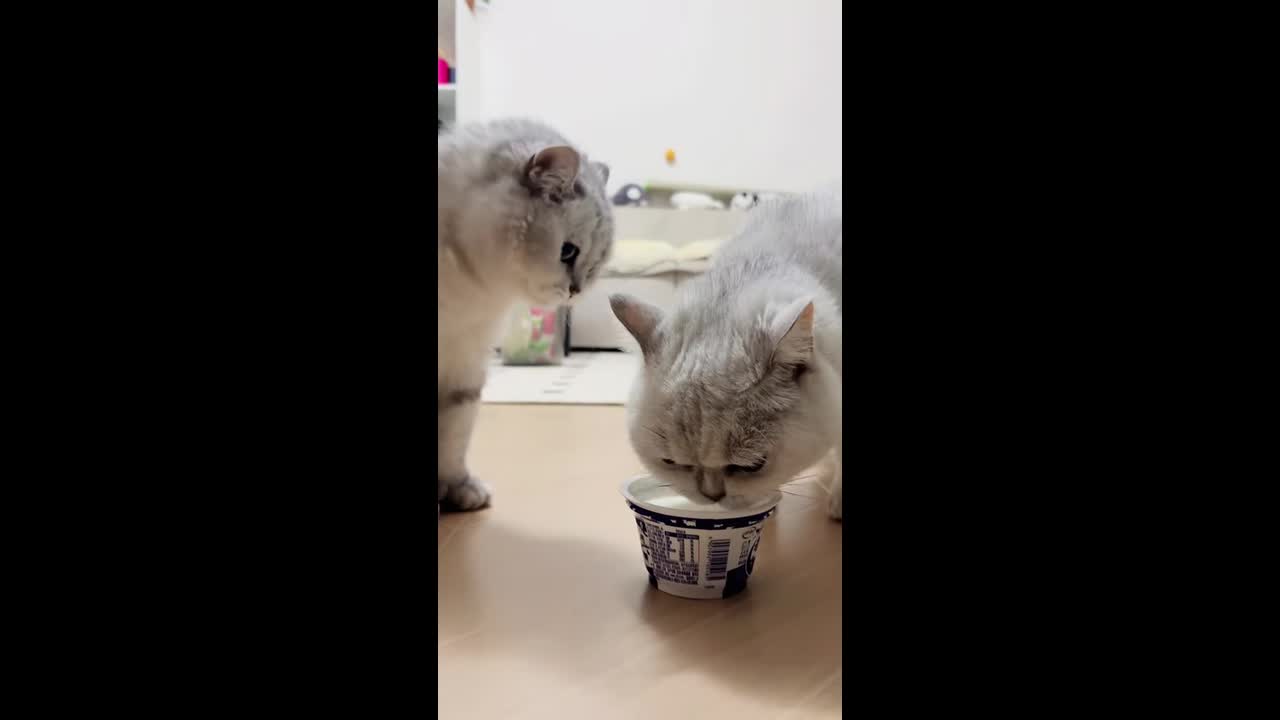 Cats take turns sharing a cup of milk in Sichuan, China