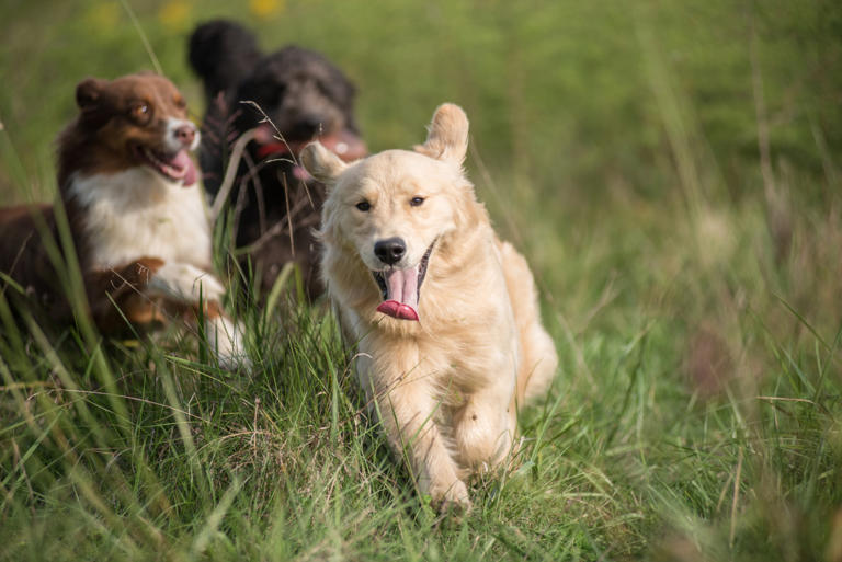 5 Dog Breeds That Make the Best Buddies for Golden Retrievers, Experts Say