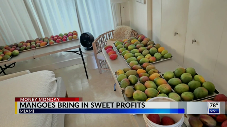 Money Monday: Mangoes bring in sweet profits