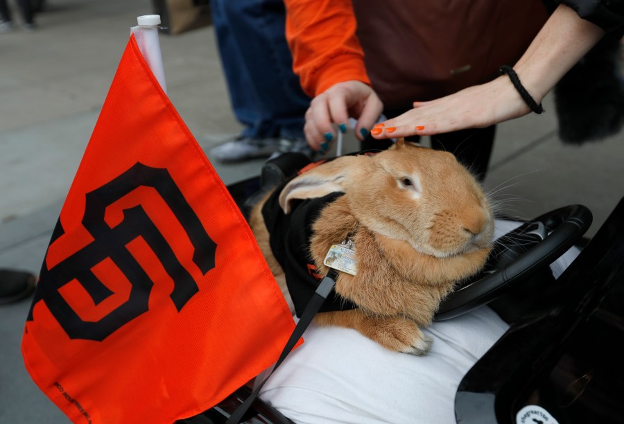 Alex the Great, beloved SF Giants ‘rally rabbit,’ passes away