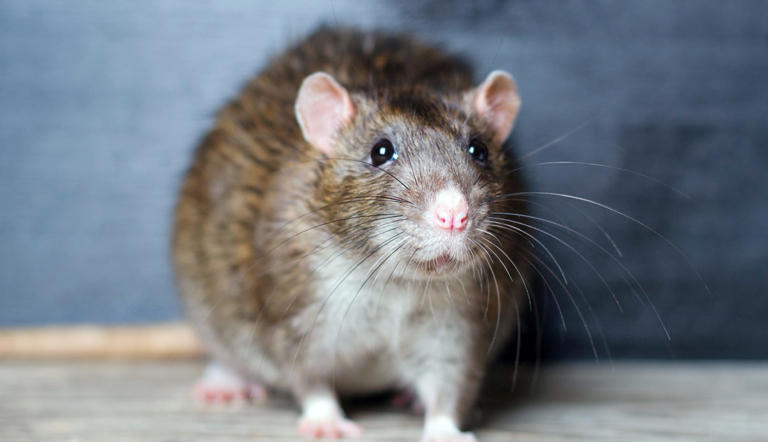 Is it Normal for Rats to Shed Excessively?