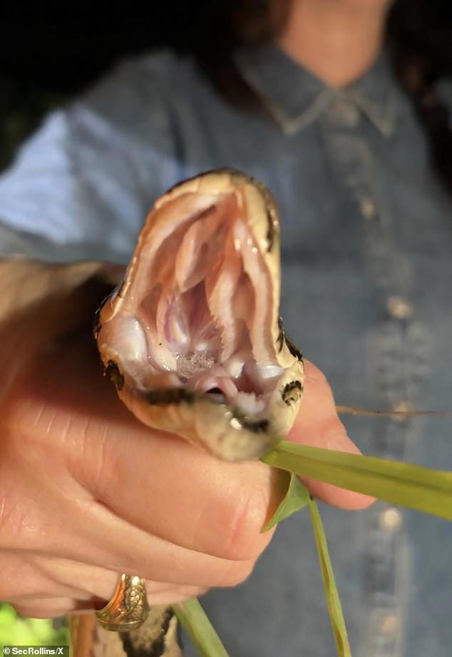 Trump's 'Swamp Barbie' Brooke Rollins gets hands dirty with jaw ...