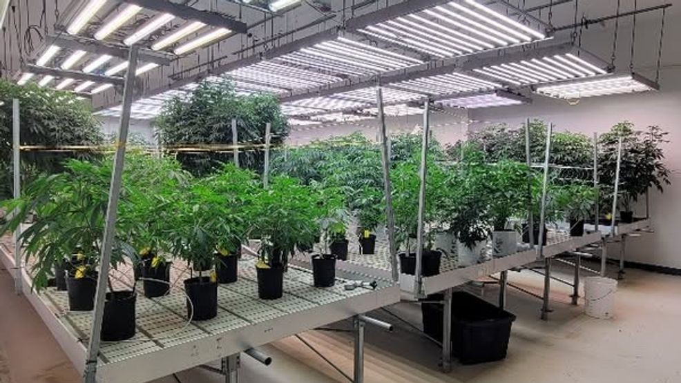 OBN seizes over 3,000 marijuana plants in major bust targeting illegal ...