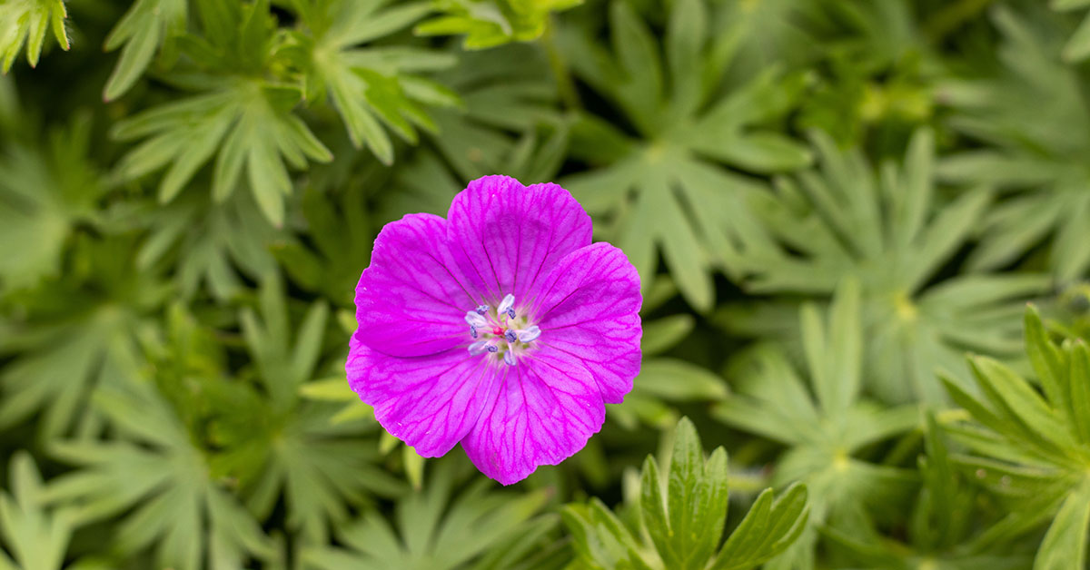 10 Reasons Why You Should Grow Geraniums By Your Patio