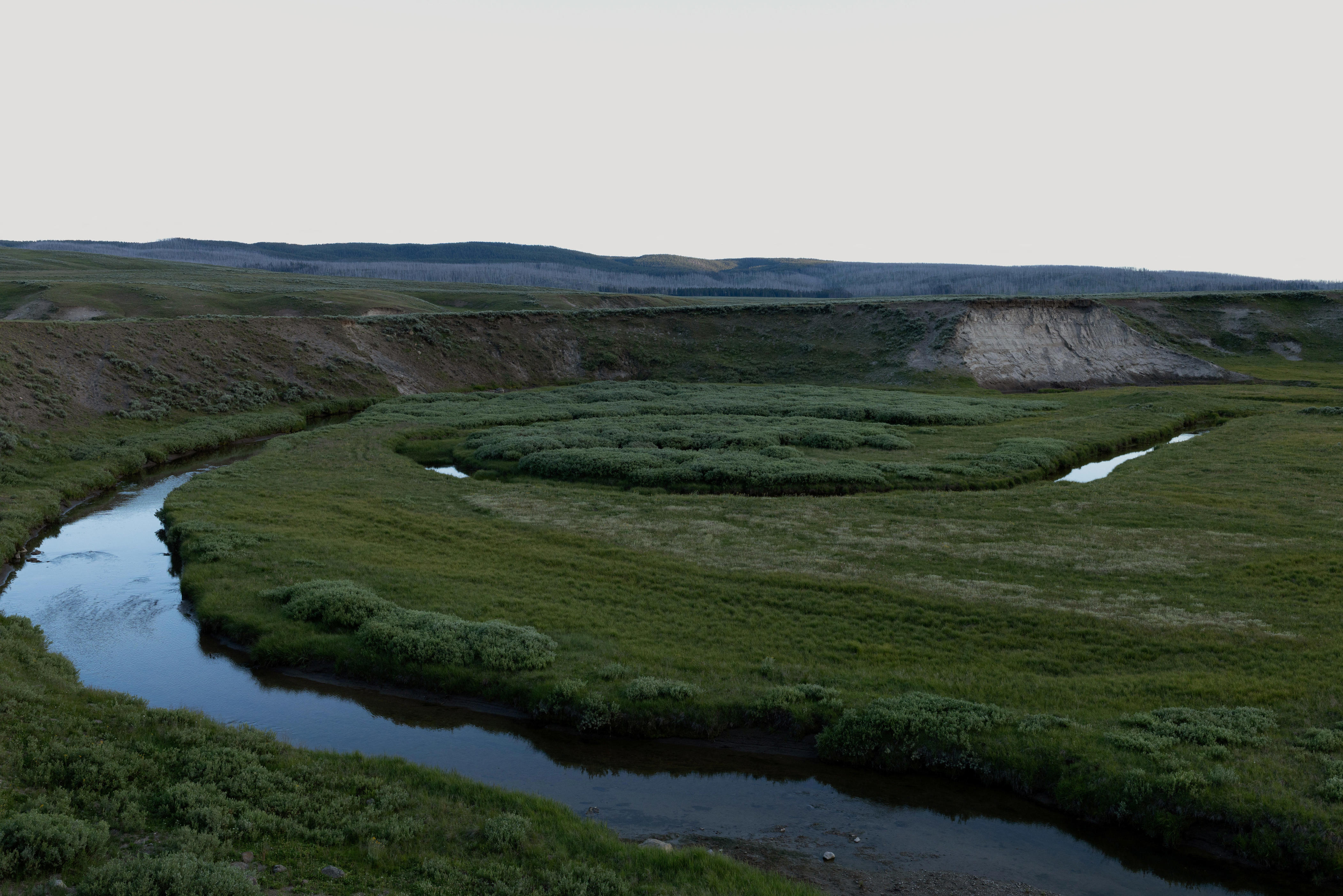 Yellowstone officials shut down rumors of animals leaving due to ...