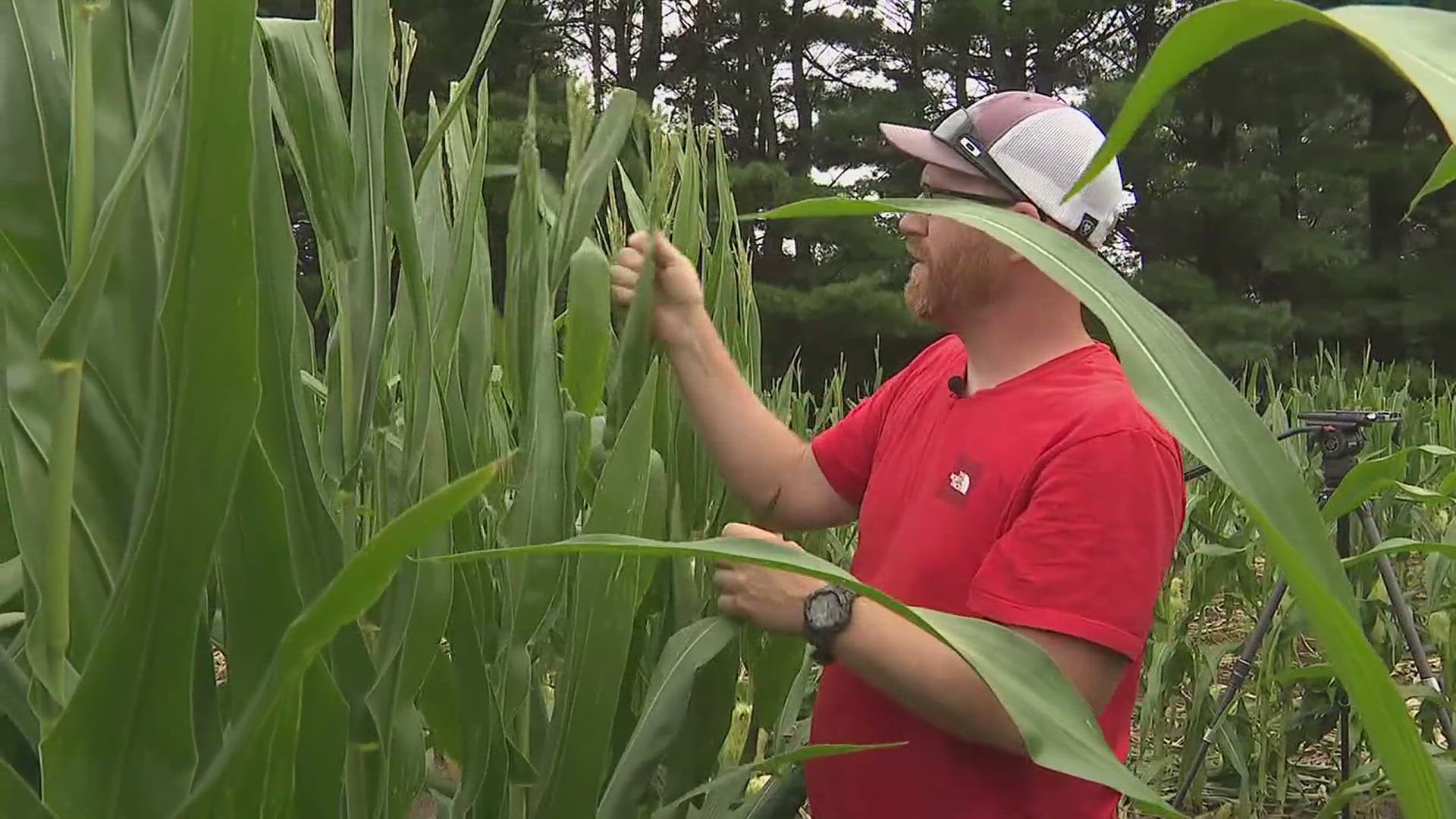 The importance of detasseling for agriculture innovation and making ...