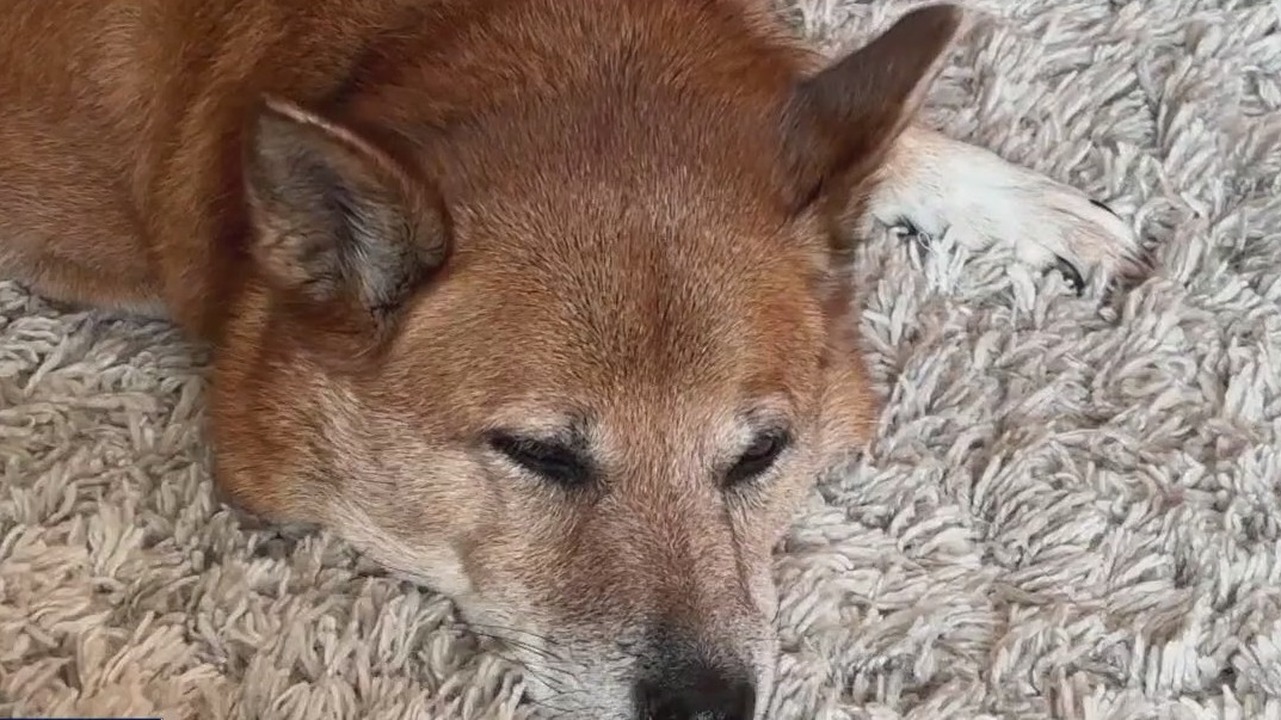 Missing Singing Dog search