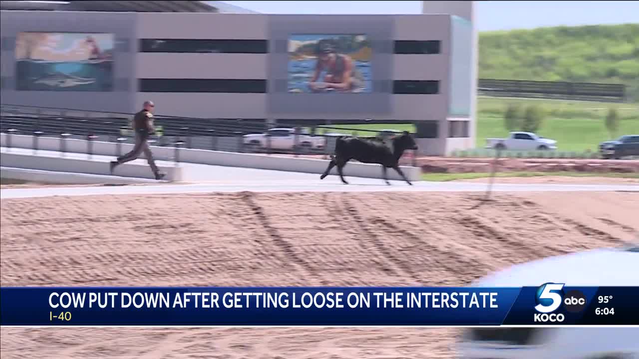 Cow loose on I-40 euthanized after getting out of trailer