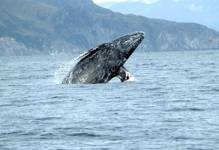 Scientists work to understand why dozens of whales have recently died ...