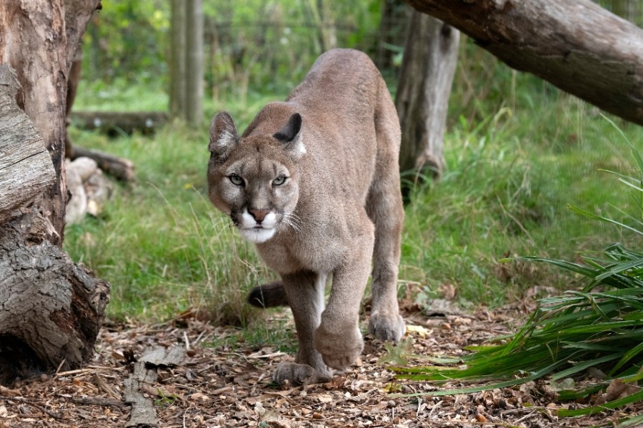 4-year-old attacked by mountain lion at Olympic National Park: Officials