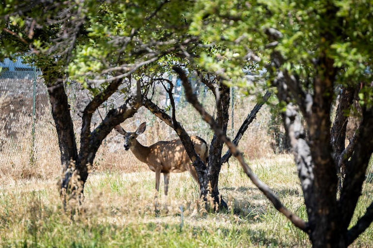 Utah State Hospital at 140: How mental health treatment has changed