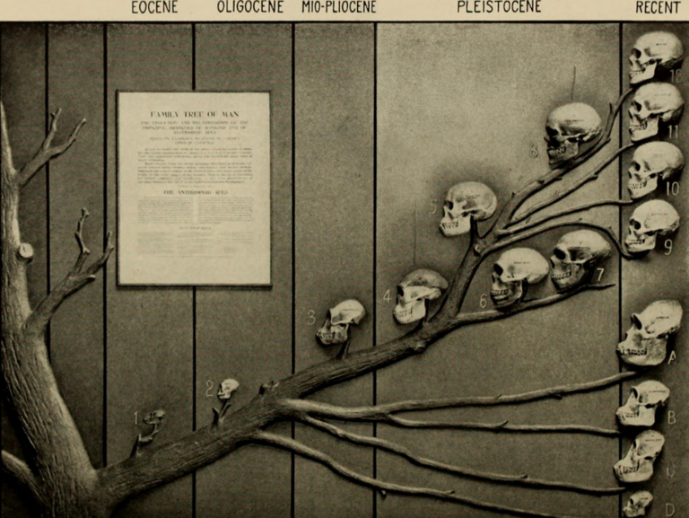 Not just Homo Sapiens: There were 20+ human species that walked the ...