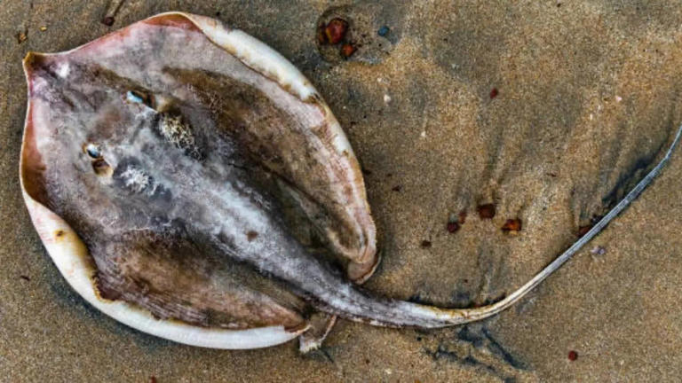 10 unique creatures found in Indian rivers