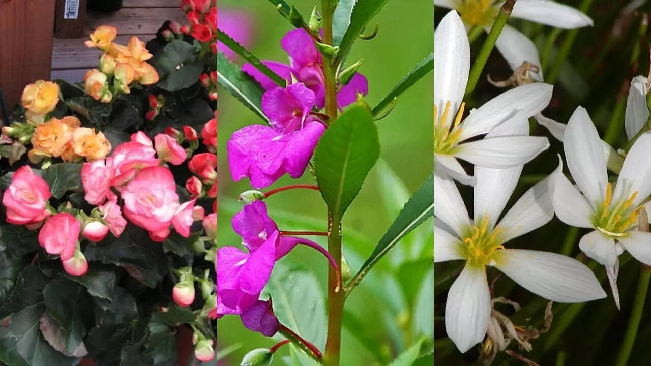 Perfect small monsoon plants for your balcony and terrace