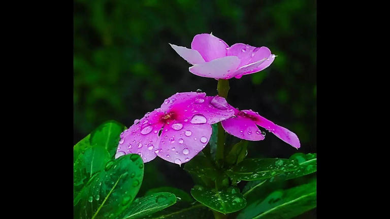 Perfect small monsoon plants for your balcony and terrace