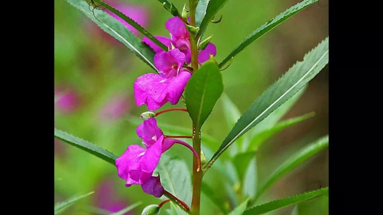 Perfect small monsoon plants for your balcony and terrace
