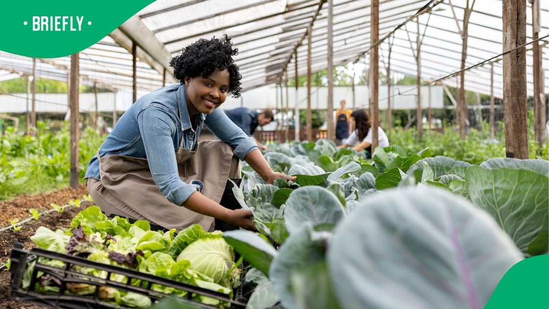 Growing more inclusive tables by transforming South Africa's Fresh ...