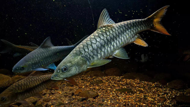 10 unique creatures found in Indian rivers