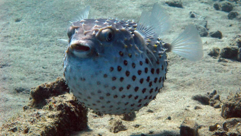 10 unique creatures found in Indian rivers