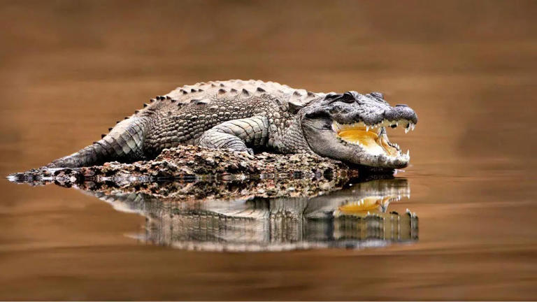 10 unique creatures found in Indian rivers