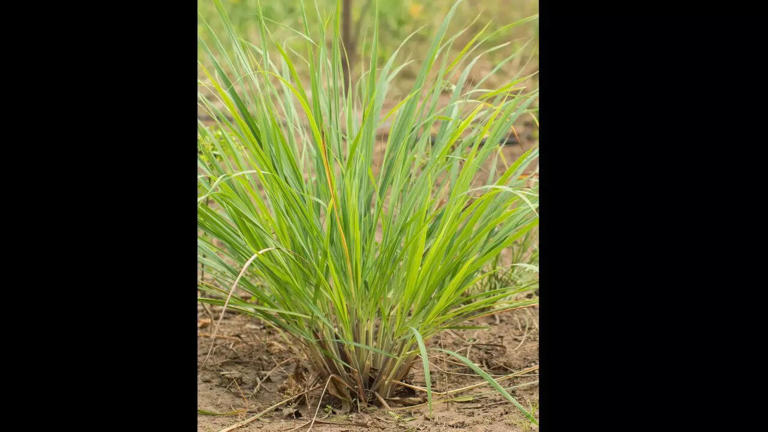 Perfect small monsoon plants for your balcony and terrace