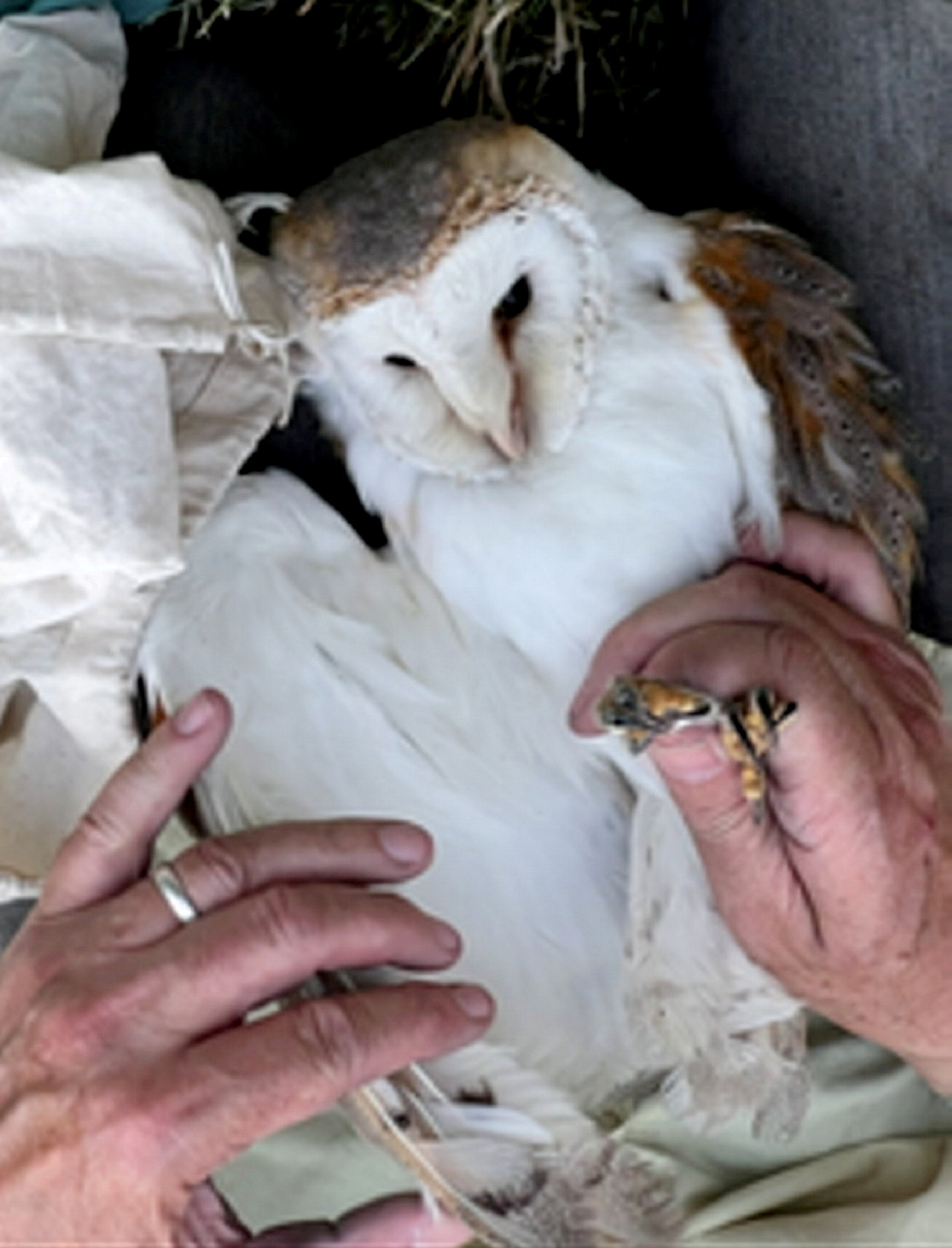 Nottinghamshire owl sets record as Europe's oldest breeding barn owl