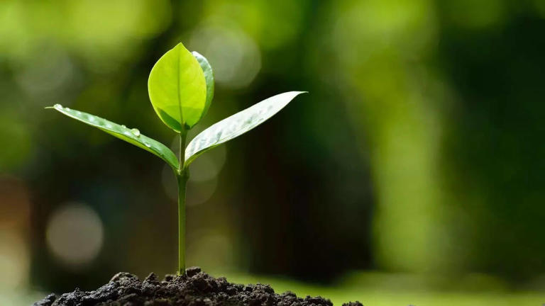 Insects can hear when plants talk, finds groundbreaking study