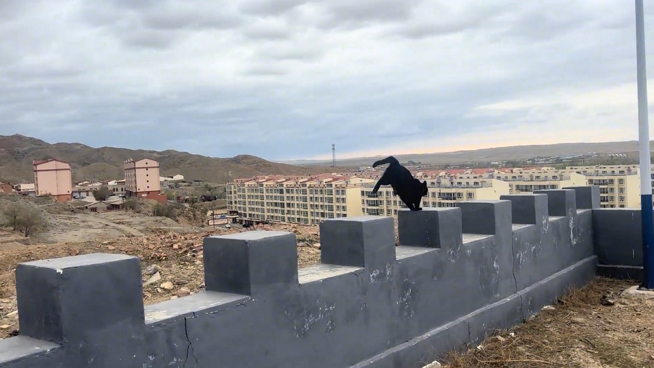 Black cat continuously hops between wall merlons in Inner Mongolia, China