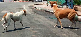 Stray dogs enjoy a free run inside GRH premises