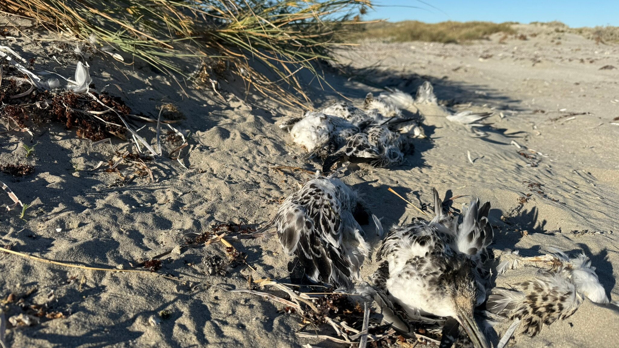 Avian influenza not the cause of mass bird deaths in Coral Bay ...