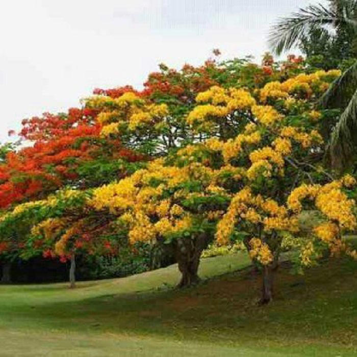 Flamboyán: características, variedades y guía completa de cuidados
