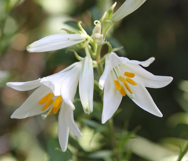 Cómo conservar la flor de la azucena: cuidados, trucos y guía completa