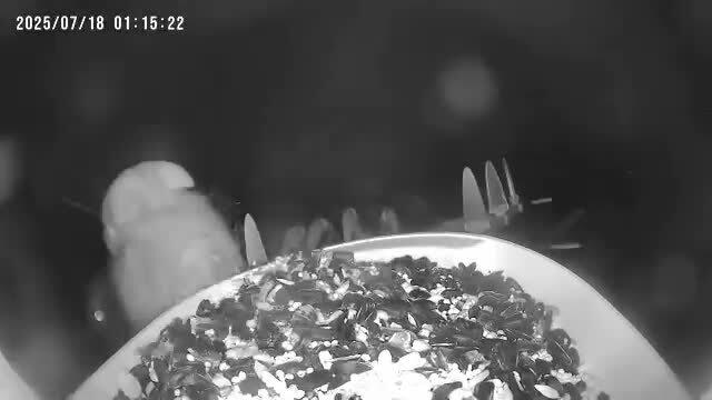 Security Camera Captures Bear Feasting on Bird Feeder