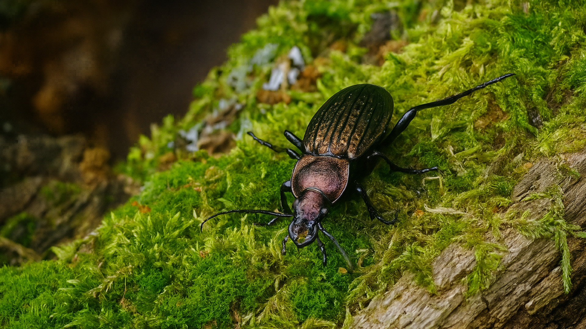 Ontdek het leven van wilde dieren in de vrije natuur