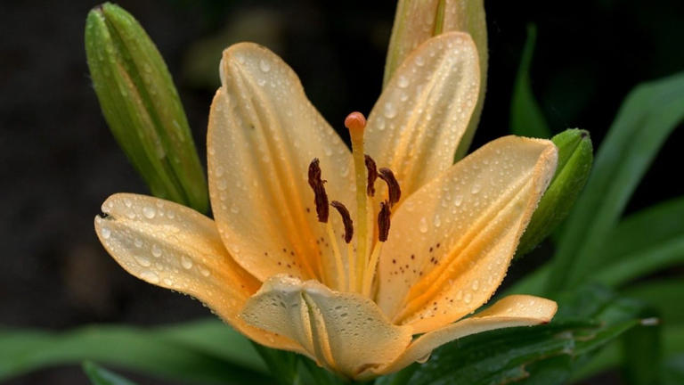 Cómo conservar la flor de la azucena: cuidados, trucos y guía completa