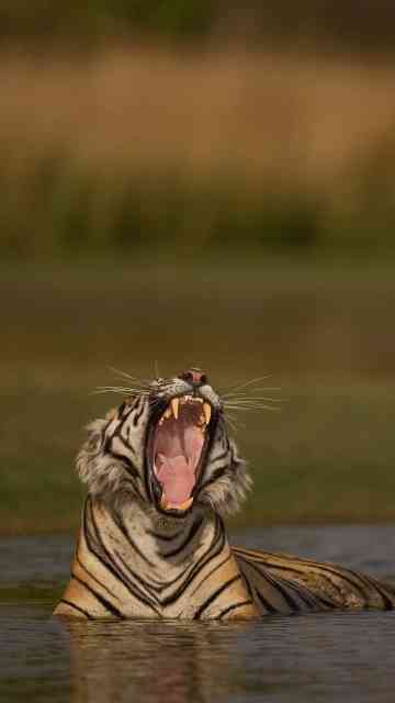 Up Close with Nature: Powerful Animal Portrait Photography