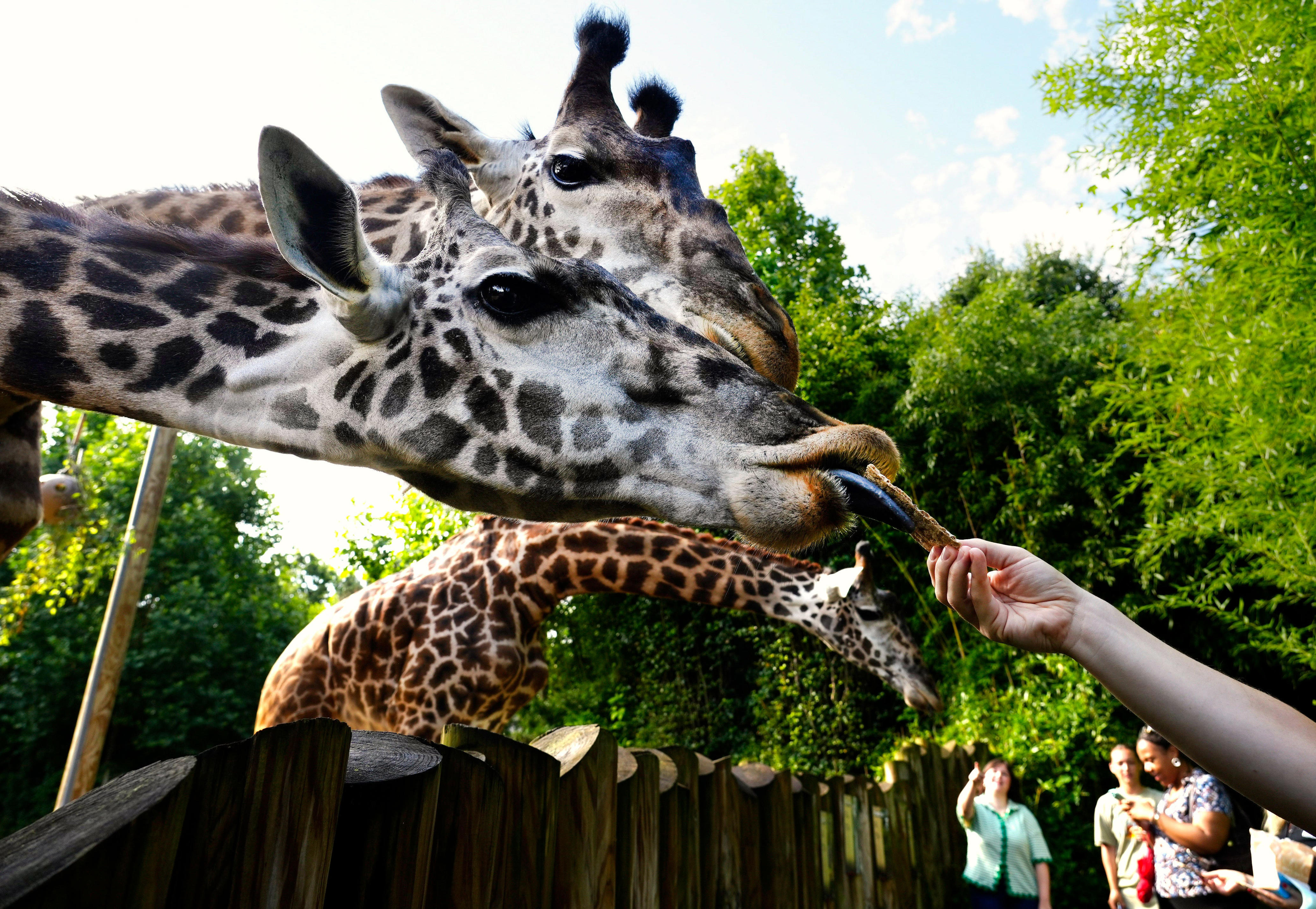 From giraffe feedings to spilled poop: The luxurious life of a Cincinnati zookeeper