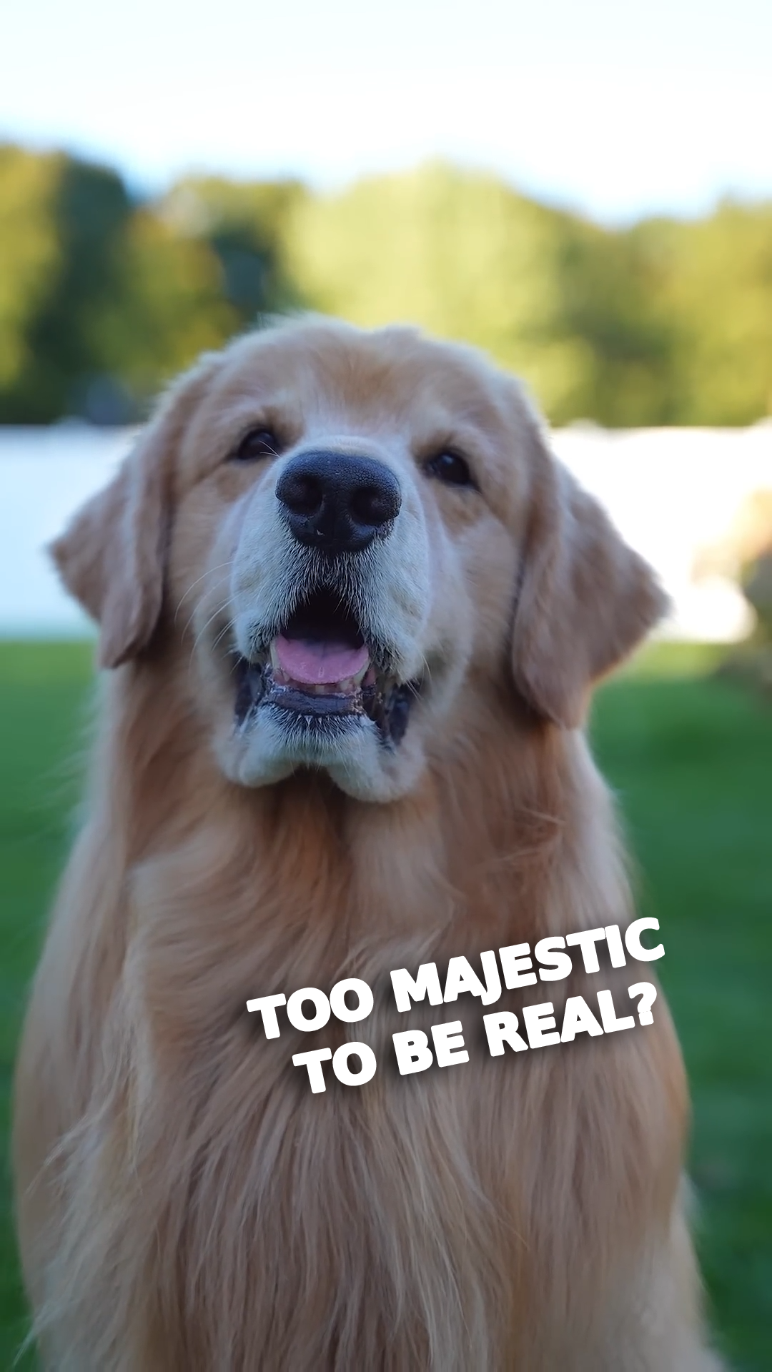 This Cute Golden Retriever Is the Star of Every Scene