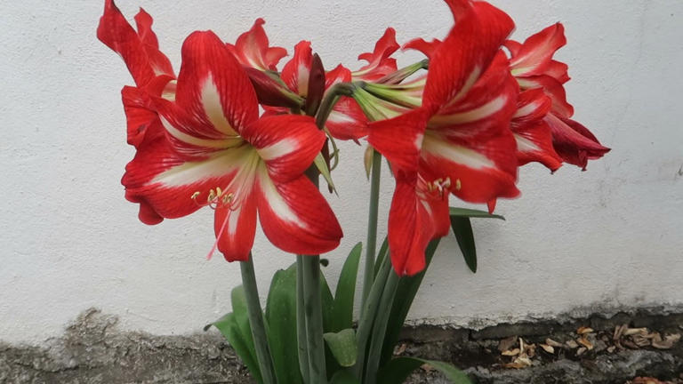 Cómo conservar la flor de la azucena: cuidados, trucos y guía completa