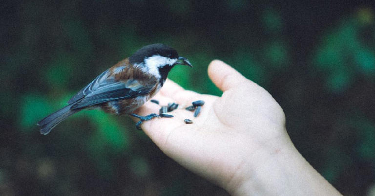 Frases célebres sobre la naturaleza y el medio ambiente: inspiración ...