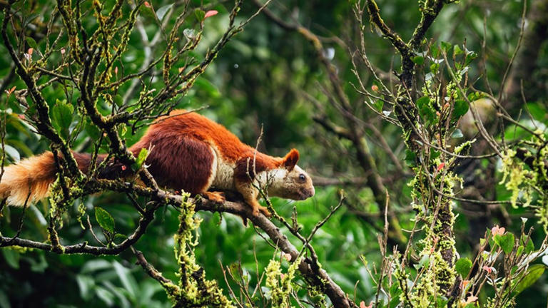 6 Must-Visit Places In India To Experience Night Safaris And ...