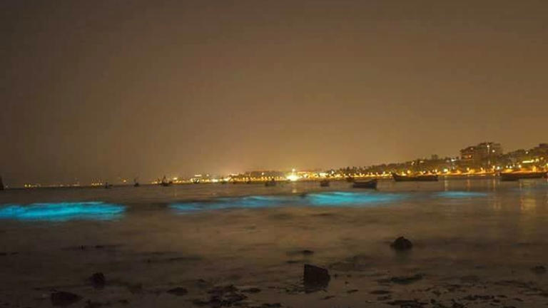 6 Must-Visit Places In India To Experience Night Safaris And ...