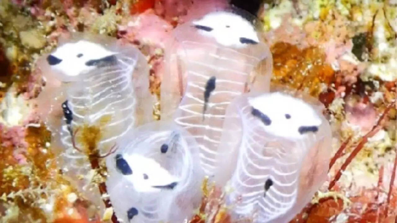 Skeleton panda sea squirt discovered in Japan: Meet Clavelina ossipandae