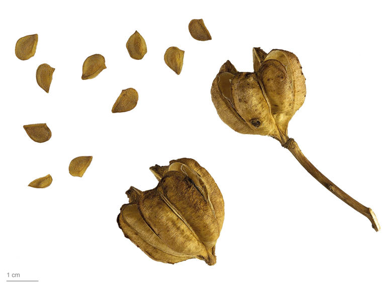 Cómo conservar la flor de la azucena: cuidados, trucos y guía completa