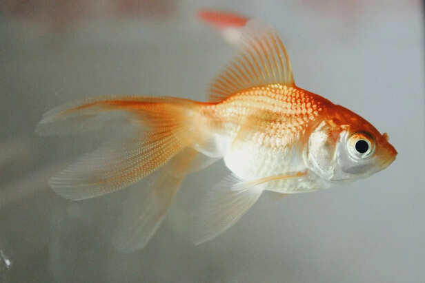 Colorless Goldfish ? The Culprit Might Be Hiding in Your Tank