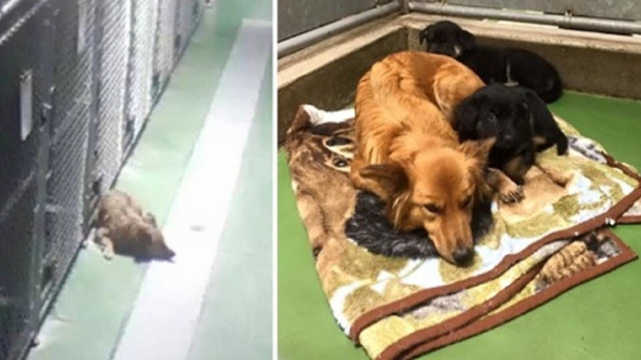 Pet Hotel Camera Captures Dog Sneaking Out Of Her Kennel To Comfort ...