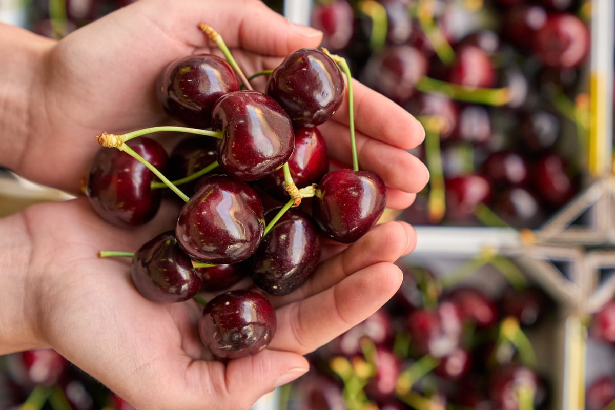 Warm weather leads to glut of cherries with larger packs on sale at ...