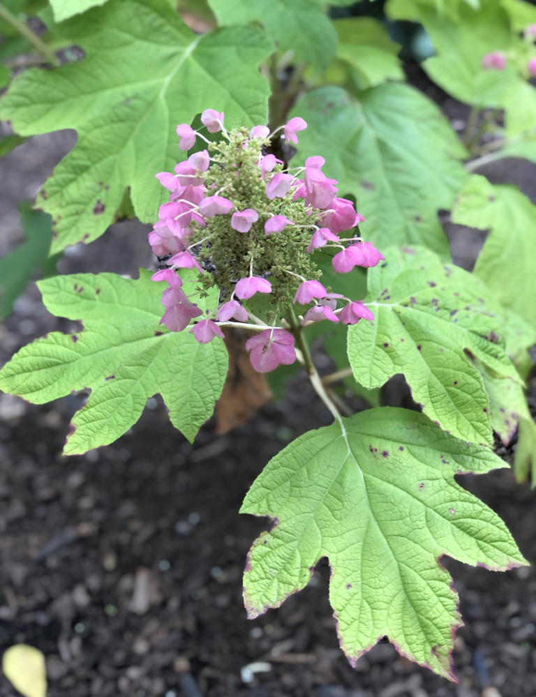 Reading Garden at Canandaigua library almost ready to open. Take a ...