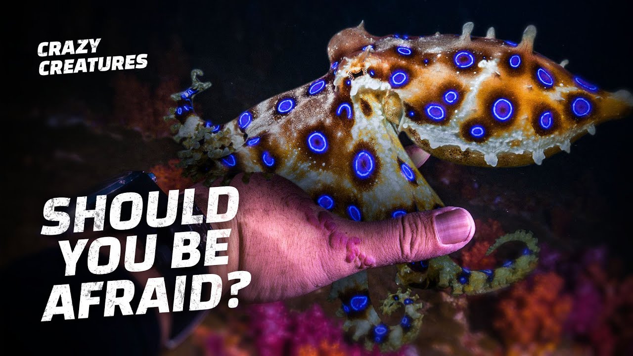 This Octopus Can Kill 26 People in Minutes – Nature’s Deadliest Cephalopod